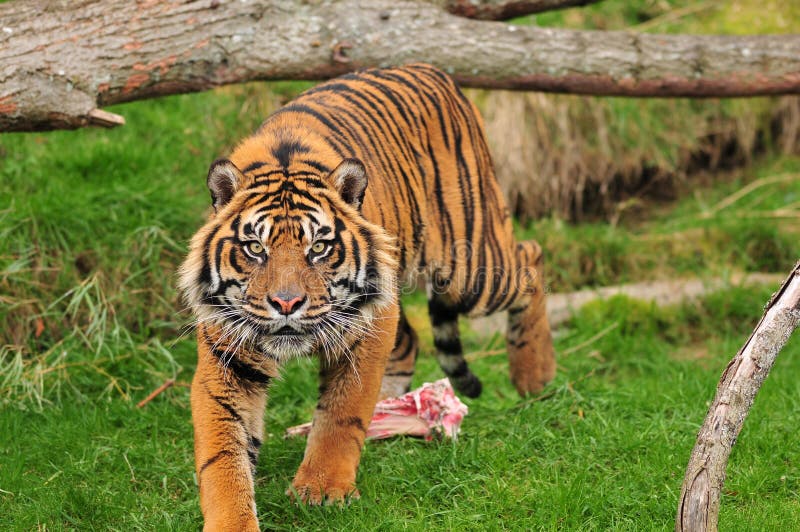 Hungry tiger stock image. Image of wildlife, face, tiger - 44079527