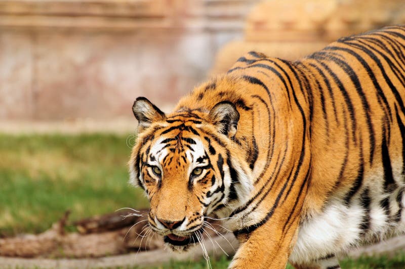Hungry Tiger stock image. Image of orange, wild, cats - 19733071