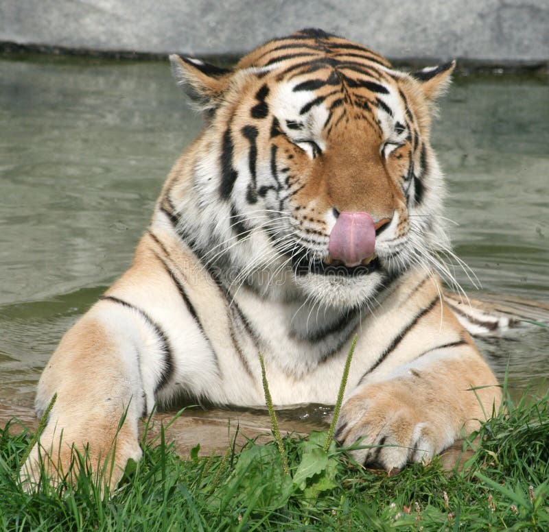 Hungry Tiger Picture. Image: 214178