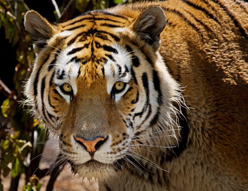 Hungry Tiger stock photo. Image of beauty, yellow, killer - 25657244