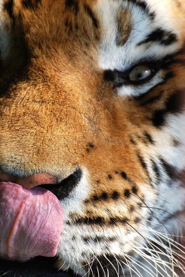 Hungry tiger kitten crying stock image. Image of kitty - 10662365