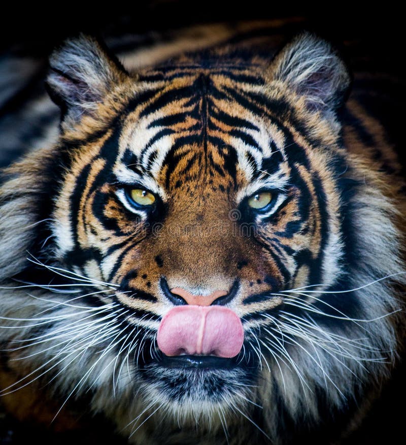 Hungry tiger stock image. Image of wildlife, face, tiger - 44079527