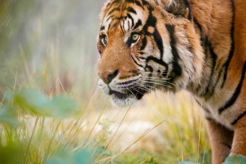 Close-up on a Tiger S Face Monochrome Portrait with Akcent on Ye Stock ...