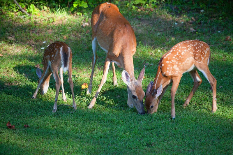 Eating fawns stock photo. Image of grass, feet, wildlife - 34705828