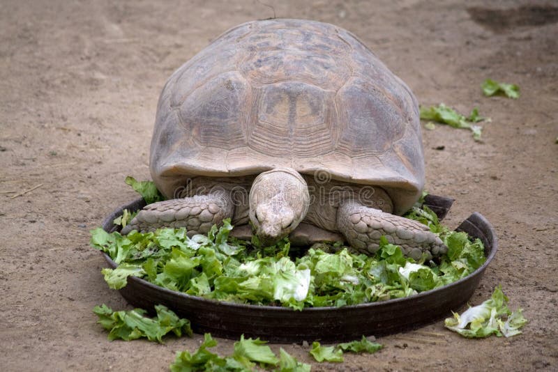 Hungry turtle stock photo. Image of tropical, marine - 13227394