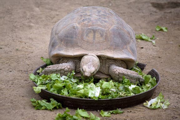 Hungry turtle stock photo. Image of tropical, marine - 13227394