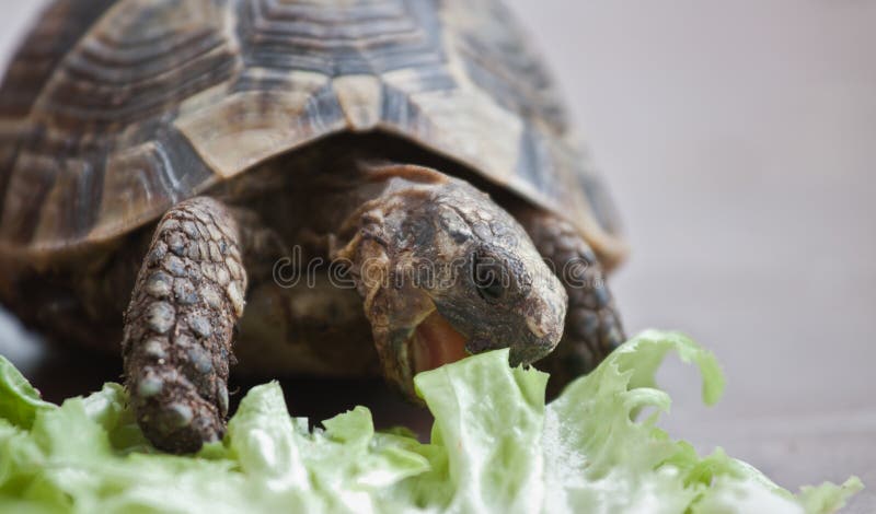 Hungry turtle stock photo. Image of tortoise, studio - 20709752
