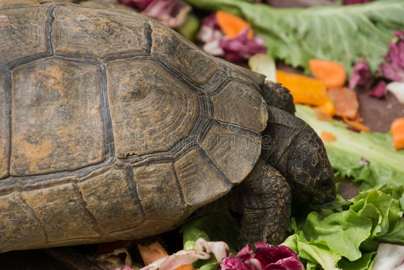 Hungry turtle stock photo. Image of tortoise, studio - 20709752