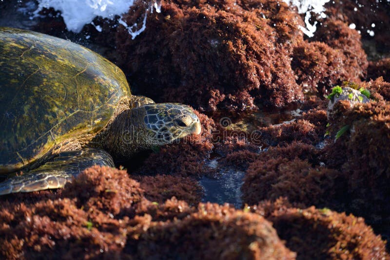 Hungry turtle stock photo. Image of tortoise, studio - 20709752