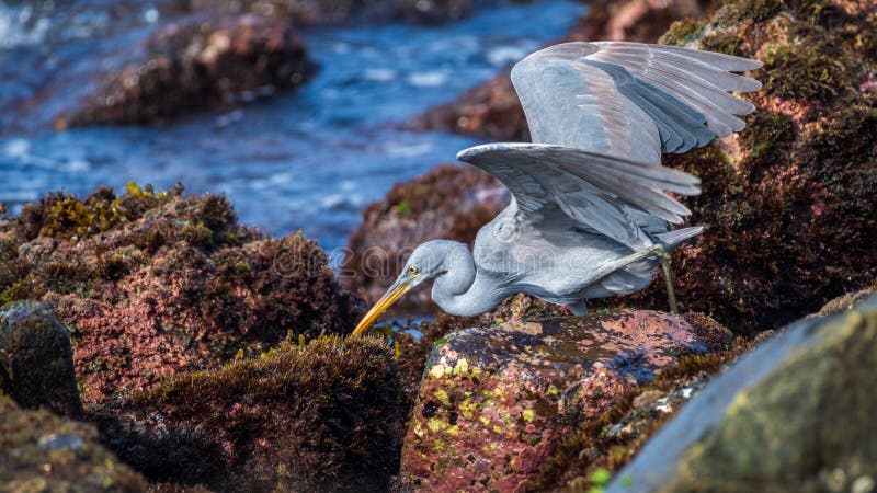 Hungry Western Reef Heron Spearing a Fish in the Reef Close-up Shot ...