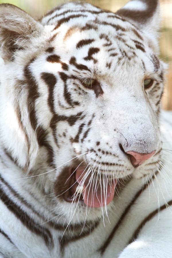 Hungry White Tiger stock image. Image of closeup, color - 26422205