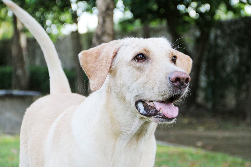 Hungry white labrador dog stock photo. Image of happy - 74919578