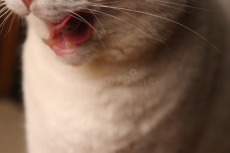 Hungry white puffed cat stock photo. Image of whitecat - 177386850