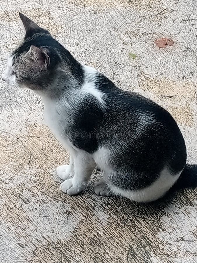 Hungry Wild Cats are always Waiting for Food Stock Image - Image of ...