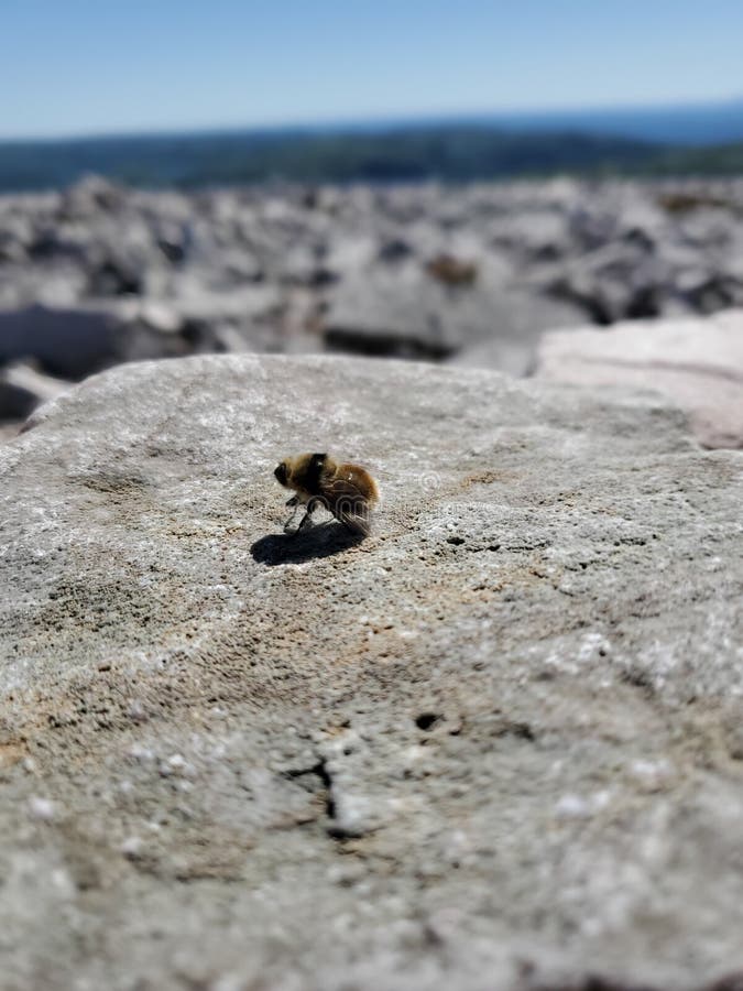 Hunny bee stock image. Image of sunshine, branch, rock - 196363623