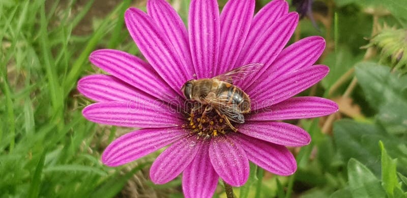 Hunny pink bee stock photo. Image of insect, purple - 187172558