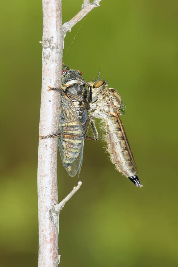 Hunt stock photo. Image of hunted, insect, hunting, animal - 41926184