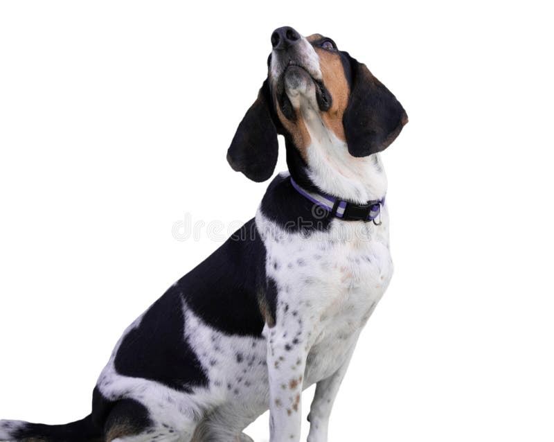 Hunt Dog Isolated on White Background. Stock Photo - Image of funny ...