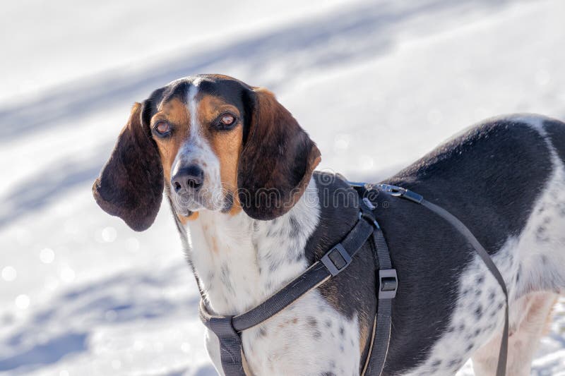 Hunt Dog Portrait Against the Snow. Stock Image - Image of nature ...