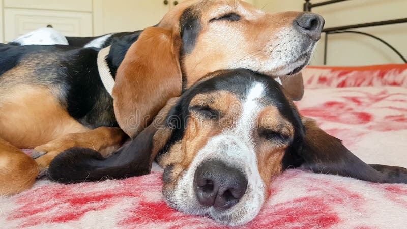 Hunt Dogs Sleeping the One on Top of the Other. a Funny Cute Moment ...