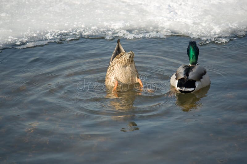 On the hunt for sustenance stock image. Image of march - 23419359