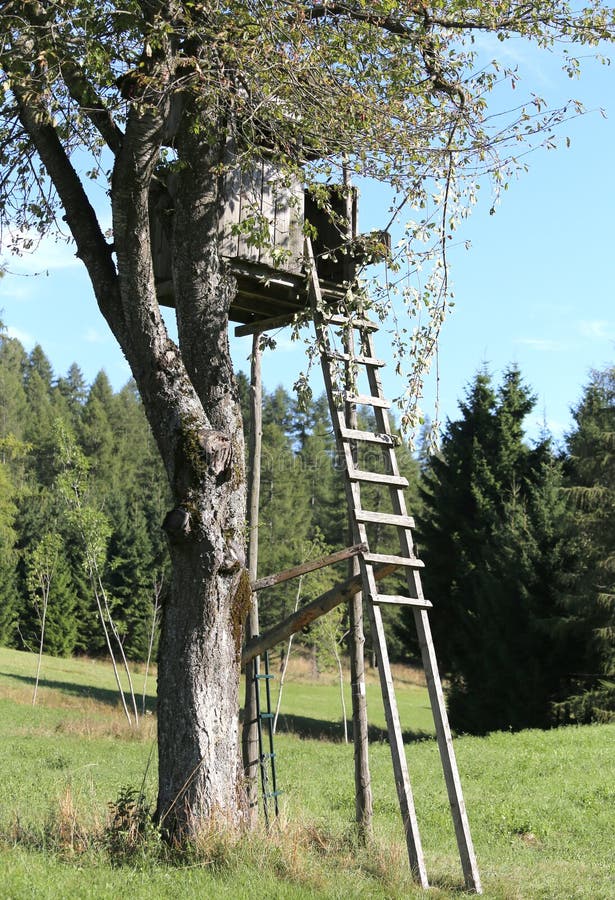 Hunt To Hunting Over a Big Tree with Leaves Stock Photo - Image of ...