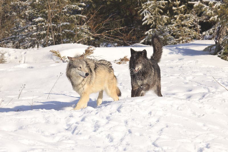 12+ Wolves prey Free Stock Photos - StockFreeImages