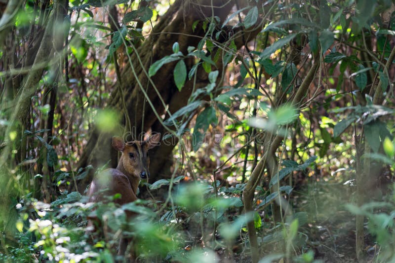 Hunted deer looking scared stock image. Image of buck - 79147089