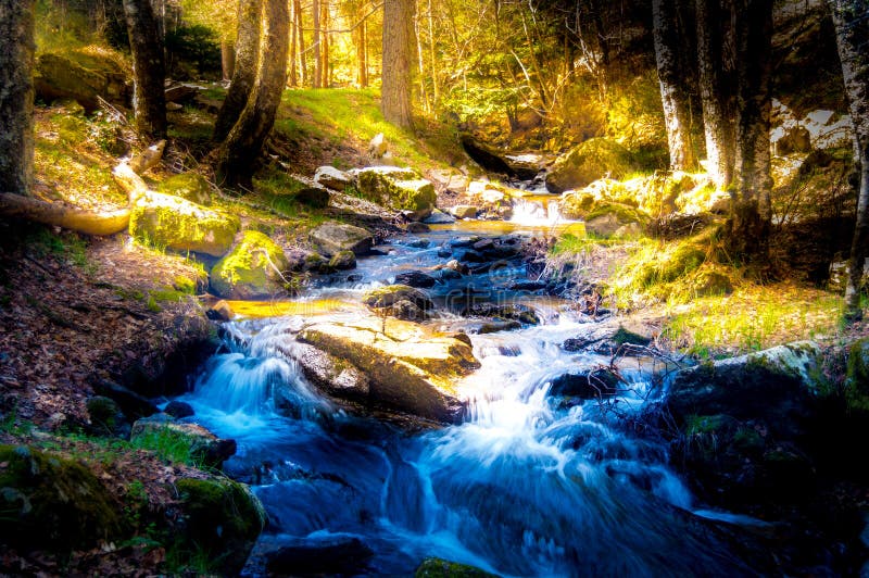 Hunted forest stock image. Image of forest, whater, hunted - 92150817