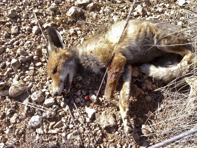 Hunted Fox Dead by Gun Shot Stock Image - Image of cartridges, animal ...