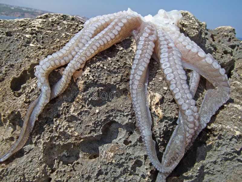Hunted Fresh Octopus On The Rock Stock Image - Image of eating, kitchen ...