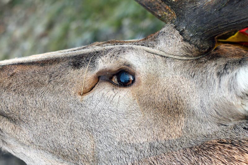 11,162 Deer Eye Stock Photos - Free & Royalty-Free Stock Photos from ...