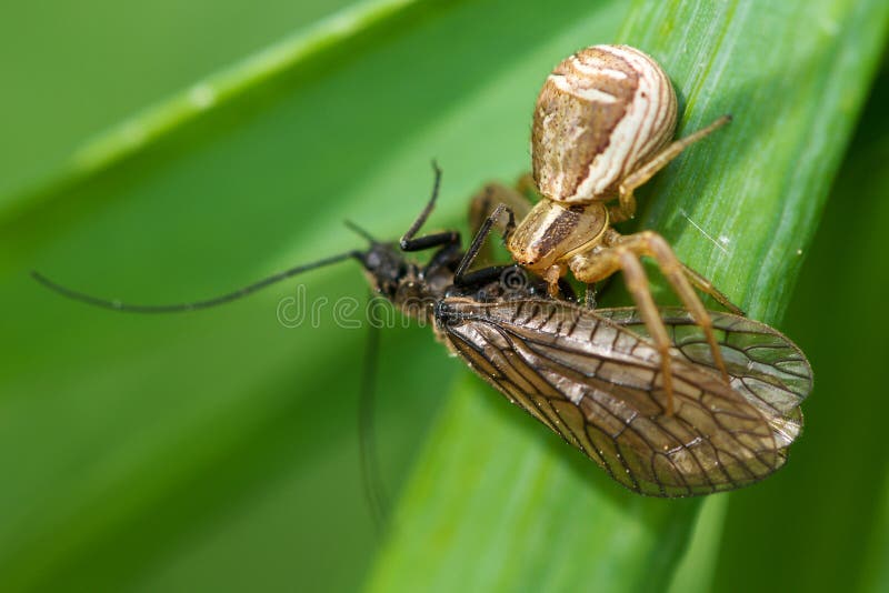 Hunter stock image. Image of hunting, insect, macro, spider - 23297727