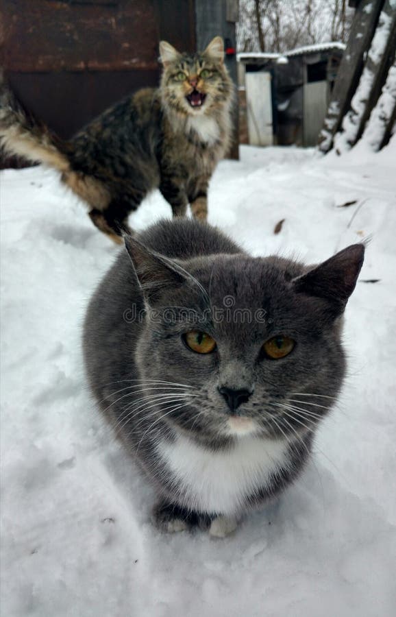 Country cats. Russia stock image. Image of country, russia - 122846221