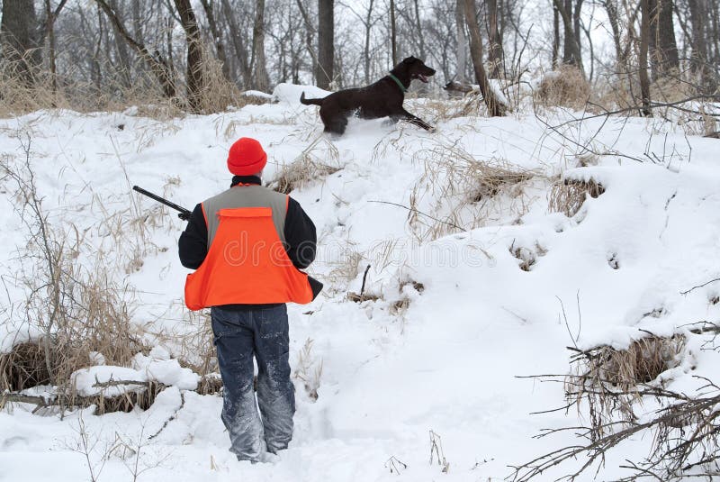 Chocolate Lab Pheasant Hunting