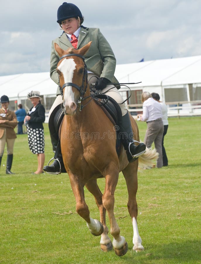 Hunter Class at Black Isle Show. Editorial Photo - Image of horse ...