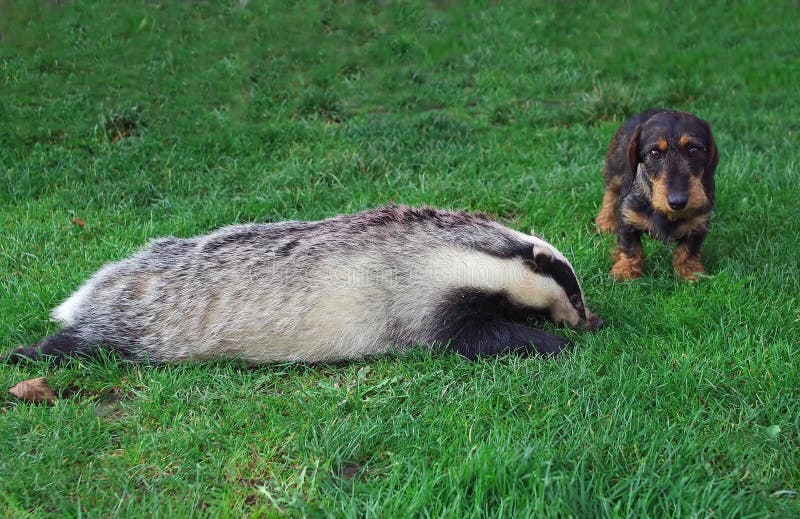 Hunter.Dachshund with a Badger. Stock Image - Image of caught, leaf ...