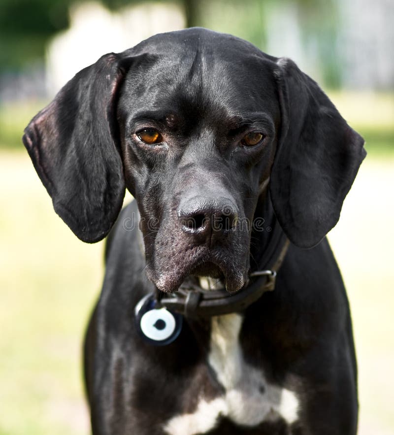Beautiful Grey Dog Watching You Stock Photo - Image of country, nose ...