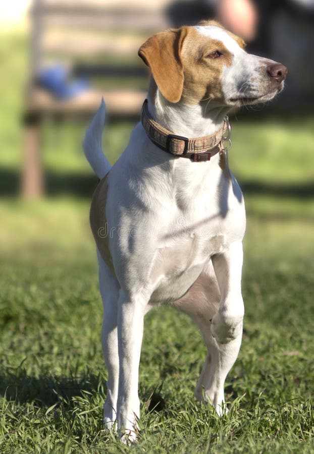 Hunter dog stock photo. Image of canine, puppy, guardian - 22582178