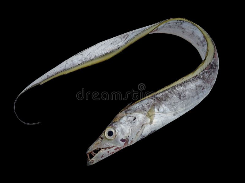 Cutlass Fish Stock Photos - Free & Royalty-Free Stock Photos from ...