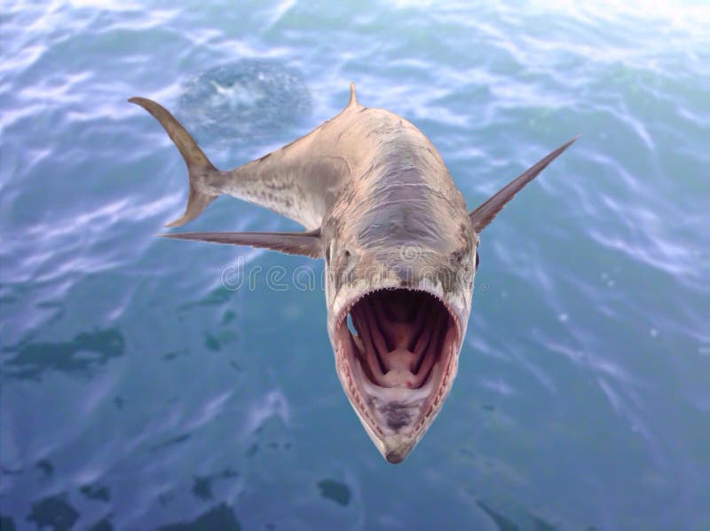 Hunter fish stock image. Image of isolated, marine, aquatic - 73760745