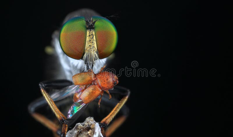 A hunter glory stock image. Image of macro, malaysia - 46532937