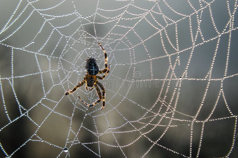 Cripple spider stock photo. Image of death, cripple - 158766846