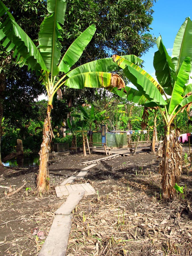 Hunter House on Amazon River in Peru, South America Stock Photo - Image ...