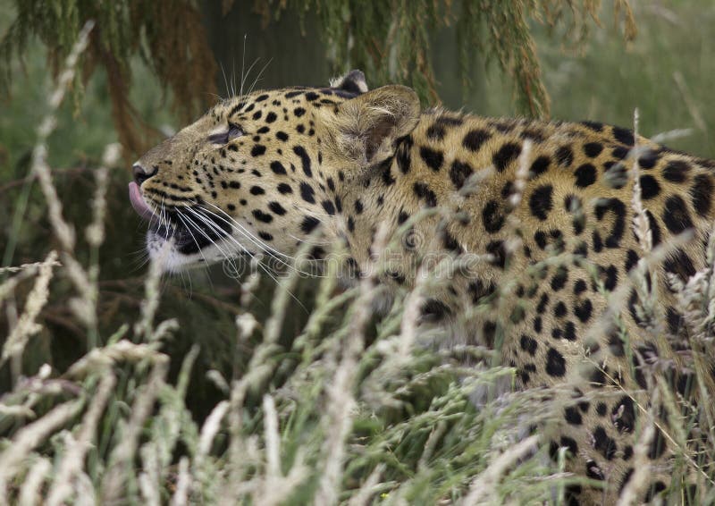 Hunter Hunted Picture. Image: 3707540