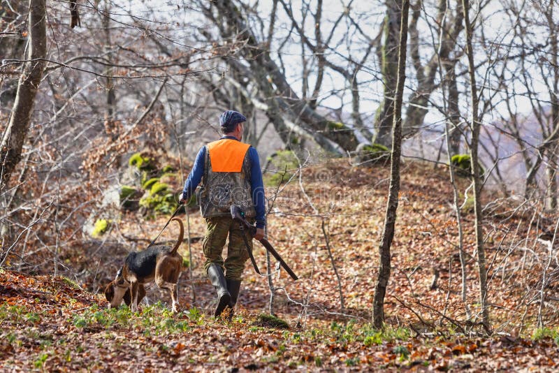 Hunter and Hunting Dog Chasing in the Forest Stock Photo - Image of ...