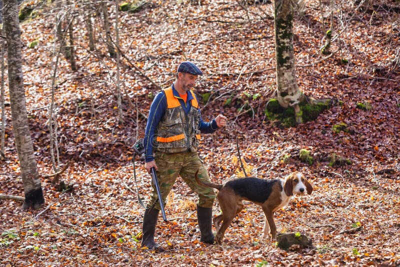 Hunter and Hunting Dog Chasing in the Forest Stock Image - Image of ...