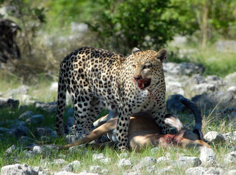 Bloody Leopard Stock Photos - Free & Royalty-Free Stock Photos from ...