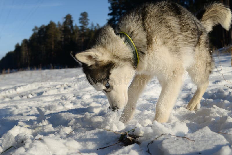 Hunter - Plays a Young Husky Stock Image - Image of mining, young: 62979371