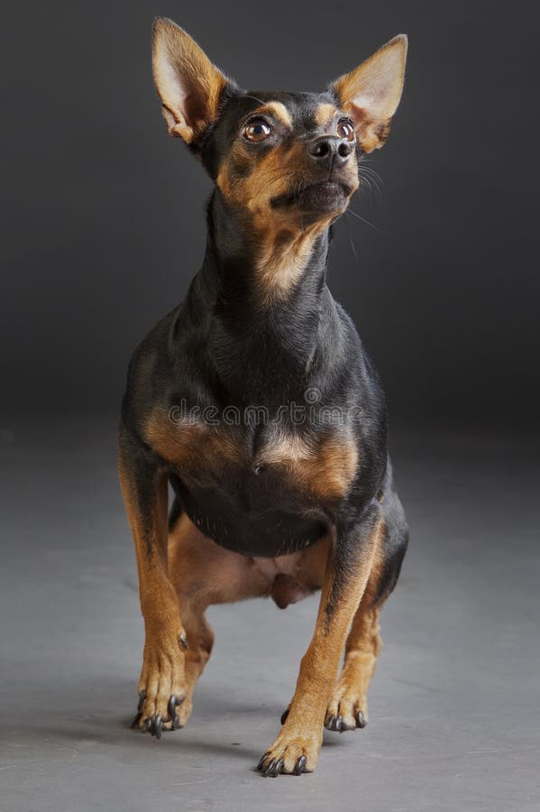 Hunter rat dog stock photo. Image of jumping, closeup - 84255328